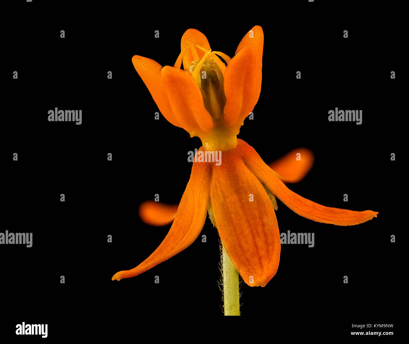 Close-up photograph of Asclepias tuberosa, commonly known as butterfly ...