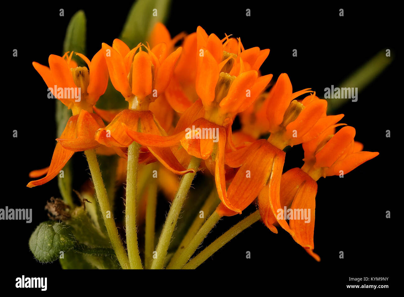 A close-up photograph of Asclepias tuberosa, commonly known as ...