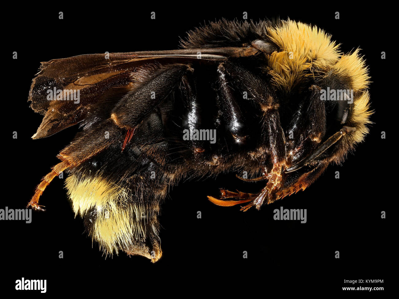 A close-up photograph of a female Bombus insularis (insular bumblebee ...