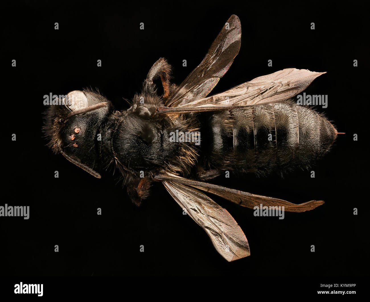 A close-up photograph of the female Hoplitis albifrons, a species of ...