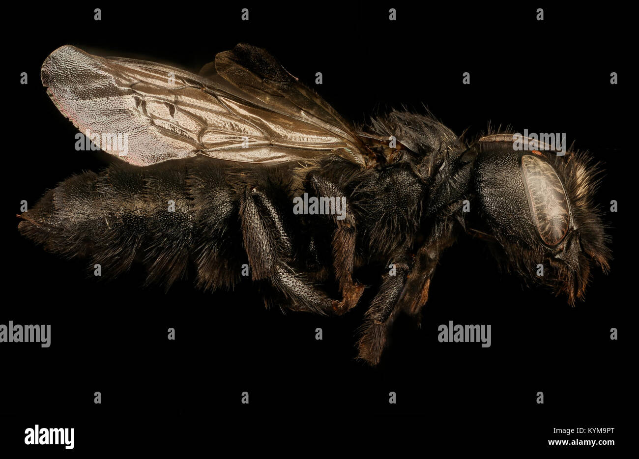 A close-up photograph of the Hoplitis albifrons, a species of bee ...
