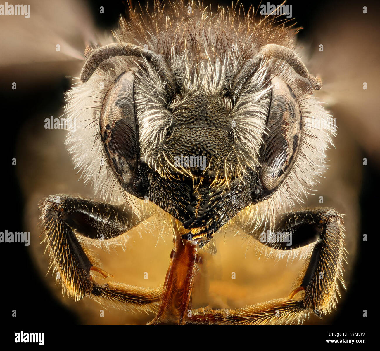 A close-up photograph of a female Megachile relativa, a species of leaf ...