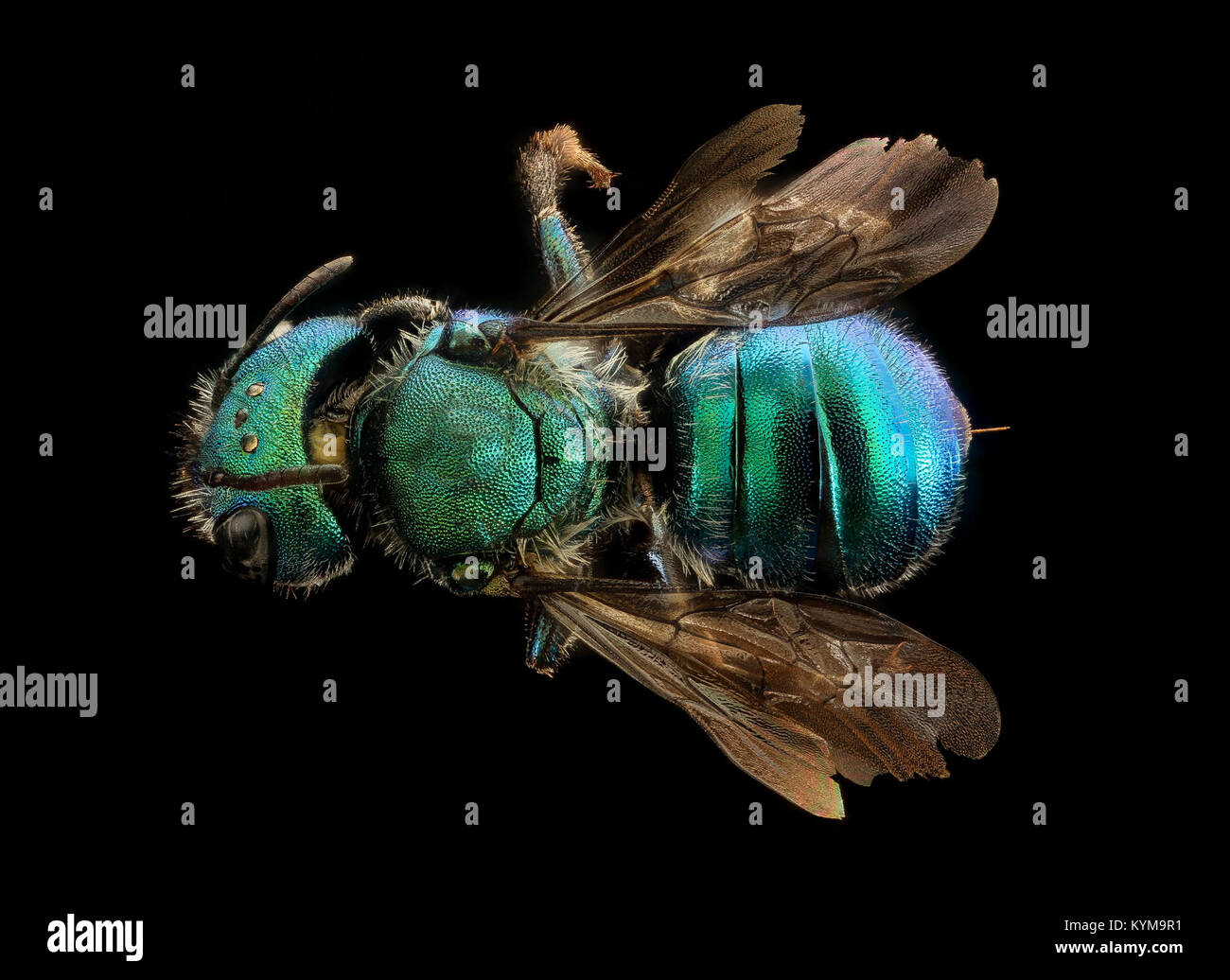 Close-up image of Osmia calla, a species of bee, photographed from the ...