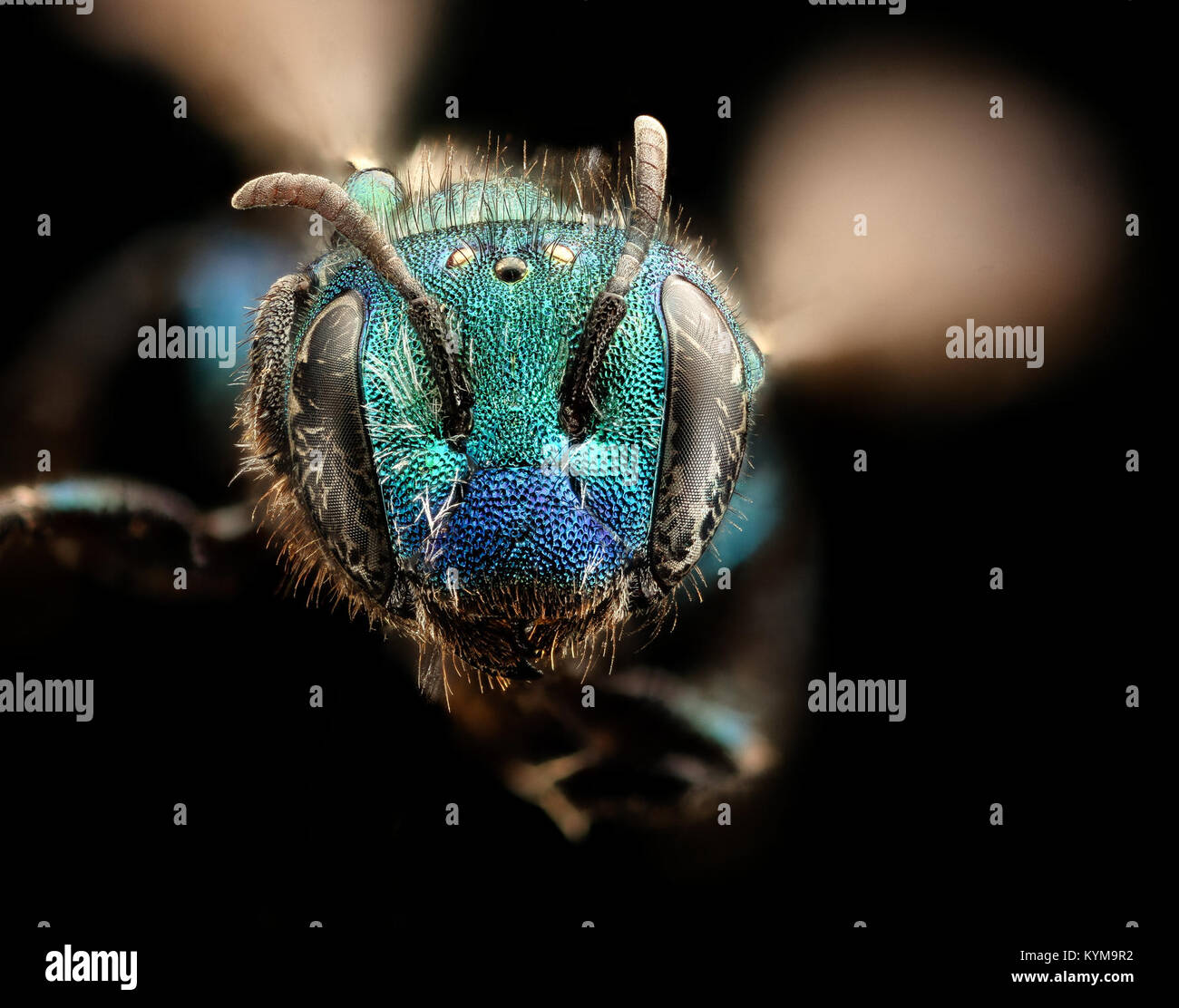 A close-up photograph of Osmia calla, a species of solitary bee ...