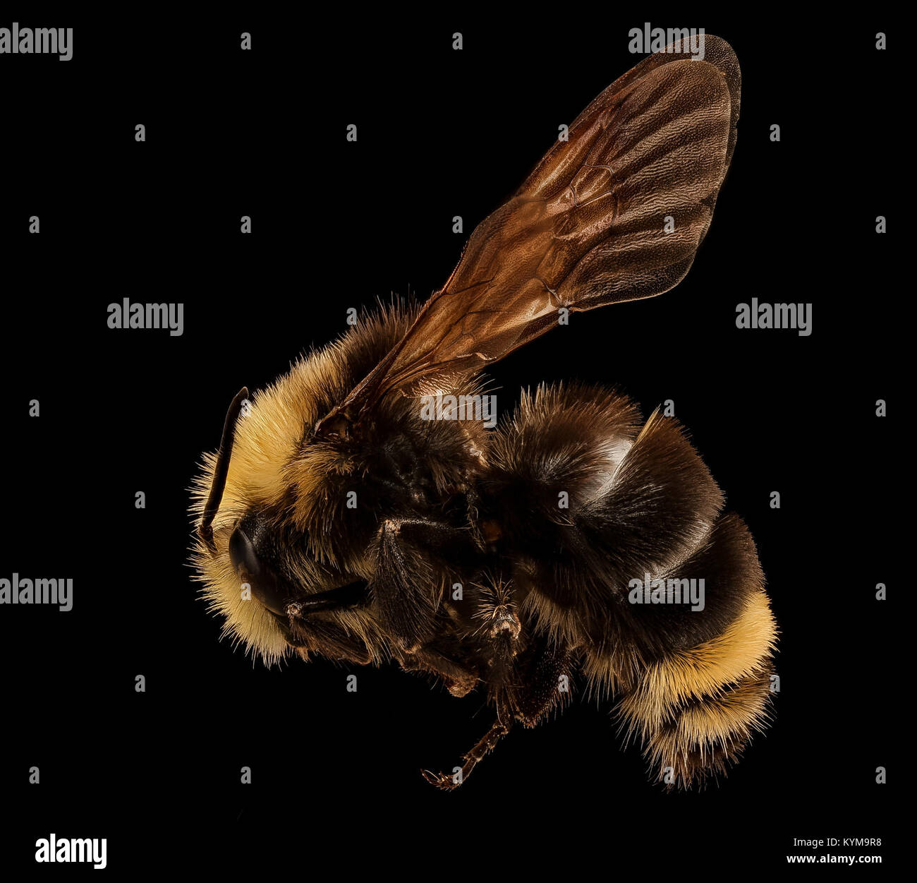 A close-up photograph of a male Bombus vosnesenskii (yellow-faced ...
