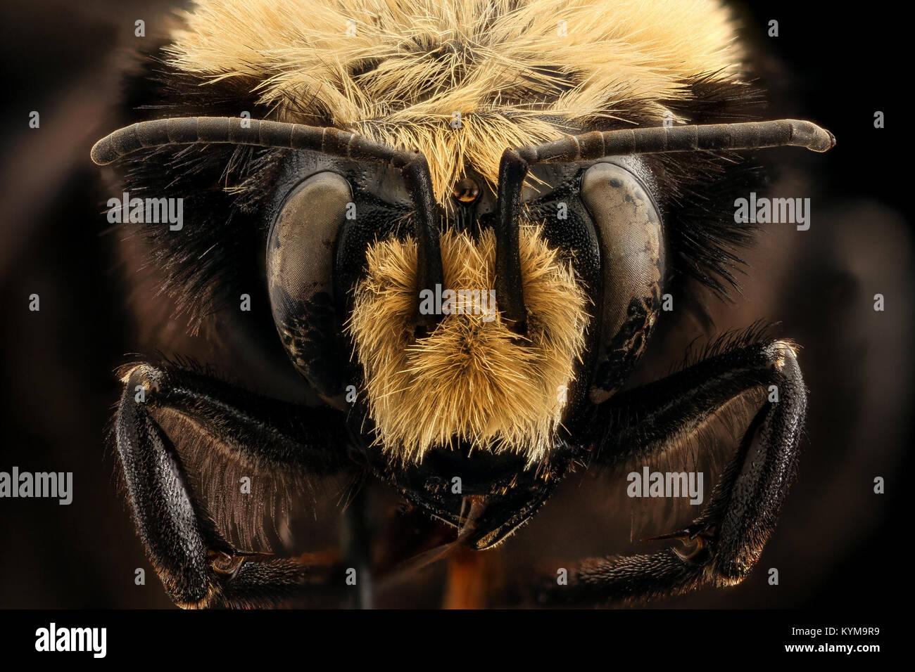 A close-up photograph of a female Bombus vosnesenskii (yellow-faced ...