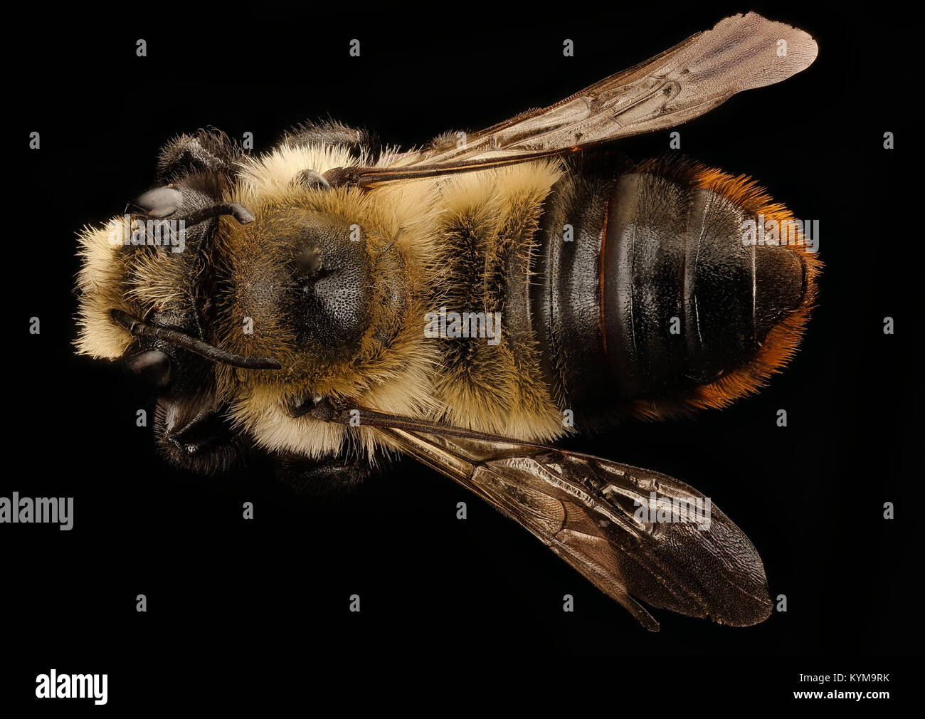 A close-up photograph of a female Megachile melanophaea bee taken in ...