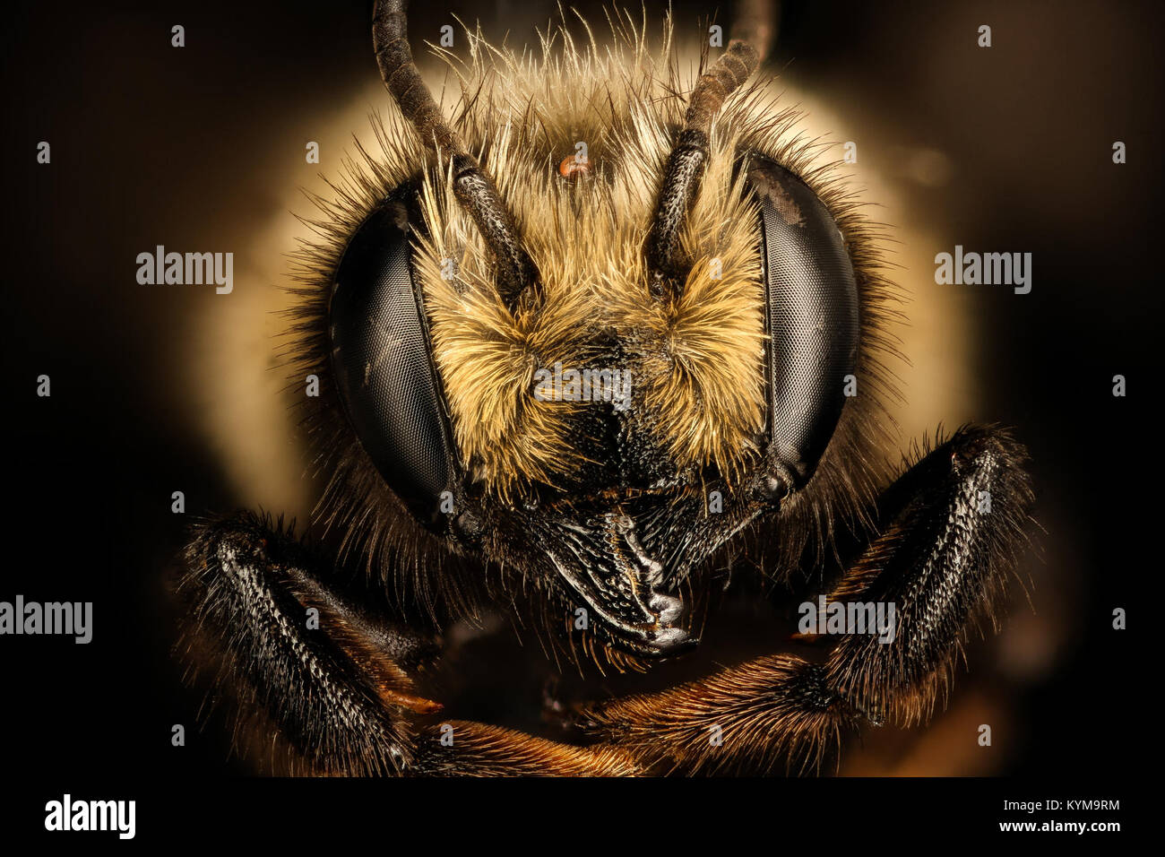 A close-up photograph of a female Megachile melanophaea bee, taken in ...