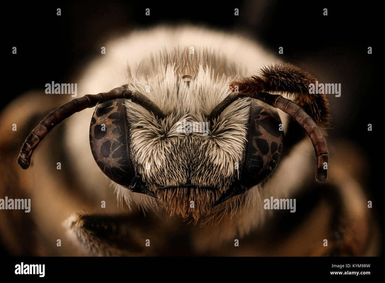 A close-up photograph of a Melissodes tinctus female bee, captured in ...