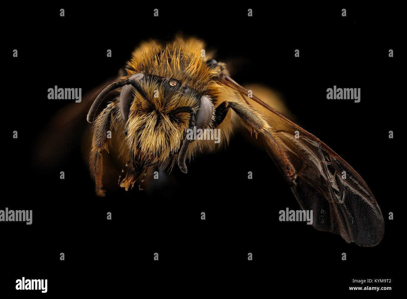 A close-up photograph of Nesocolletes fulvescens, a species of native ...