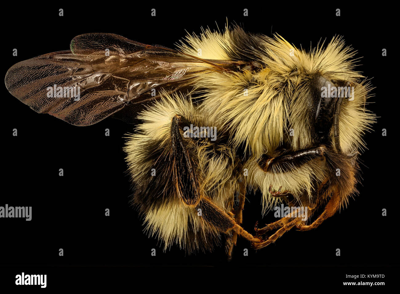 A close-up photograph of a Bombus melanopygus, a species of bumblebee ...