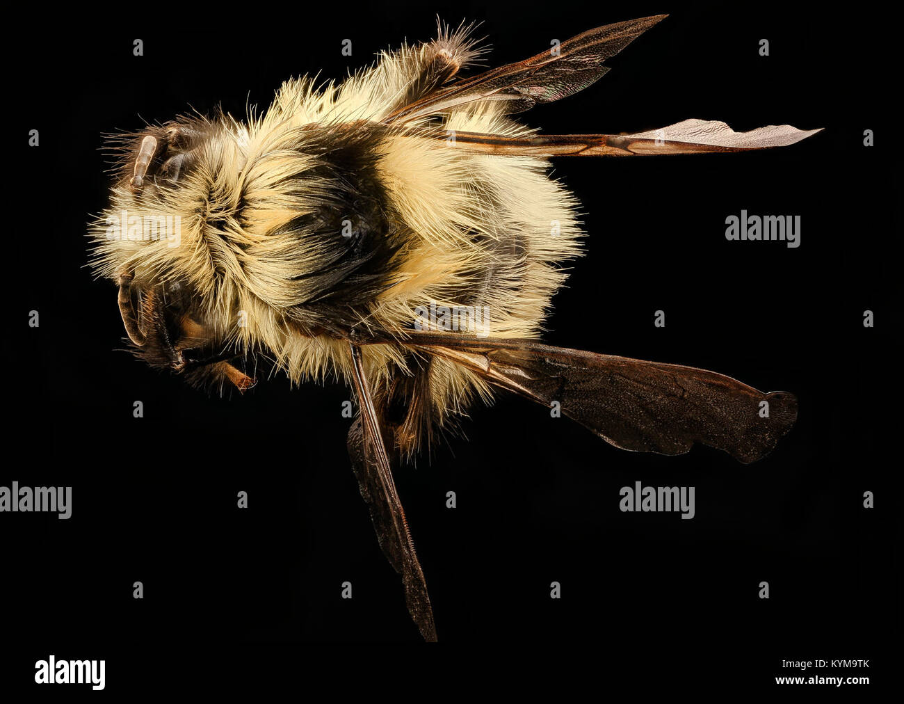 Close-up photograph of Bombus melanopygus, a species of bumblebee ...