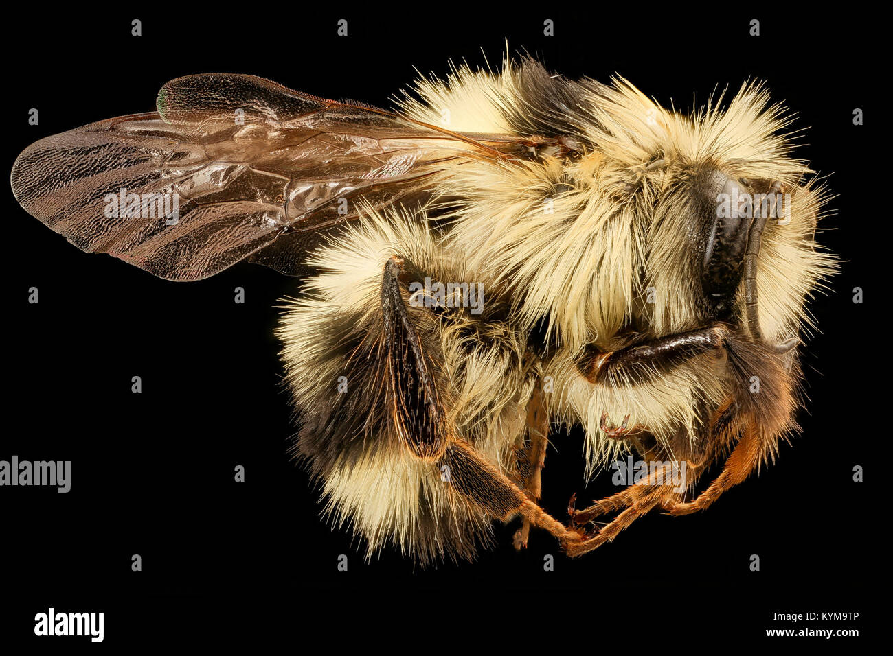 A close-up photograph of a female Bombus melanopygus bumblebee taken in ...
