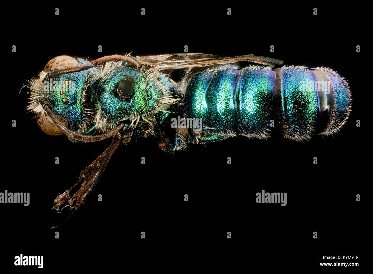 A close-up photograph of the male Hoplitis fulgida bee, captured in ...