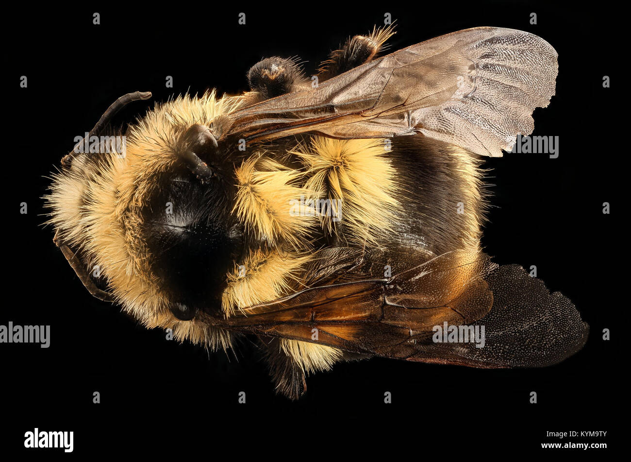 A bumblebee (Bombus bifarius) seen from the back in Mariposa ...