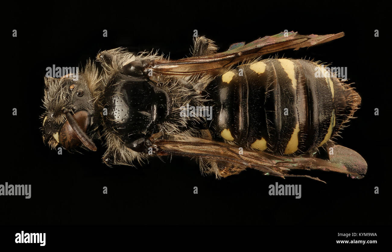 Photograph of a female Calliopsis edwardsii, a species of bee, captured ...