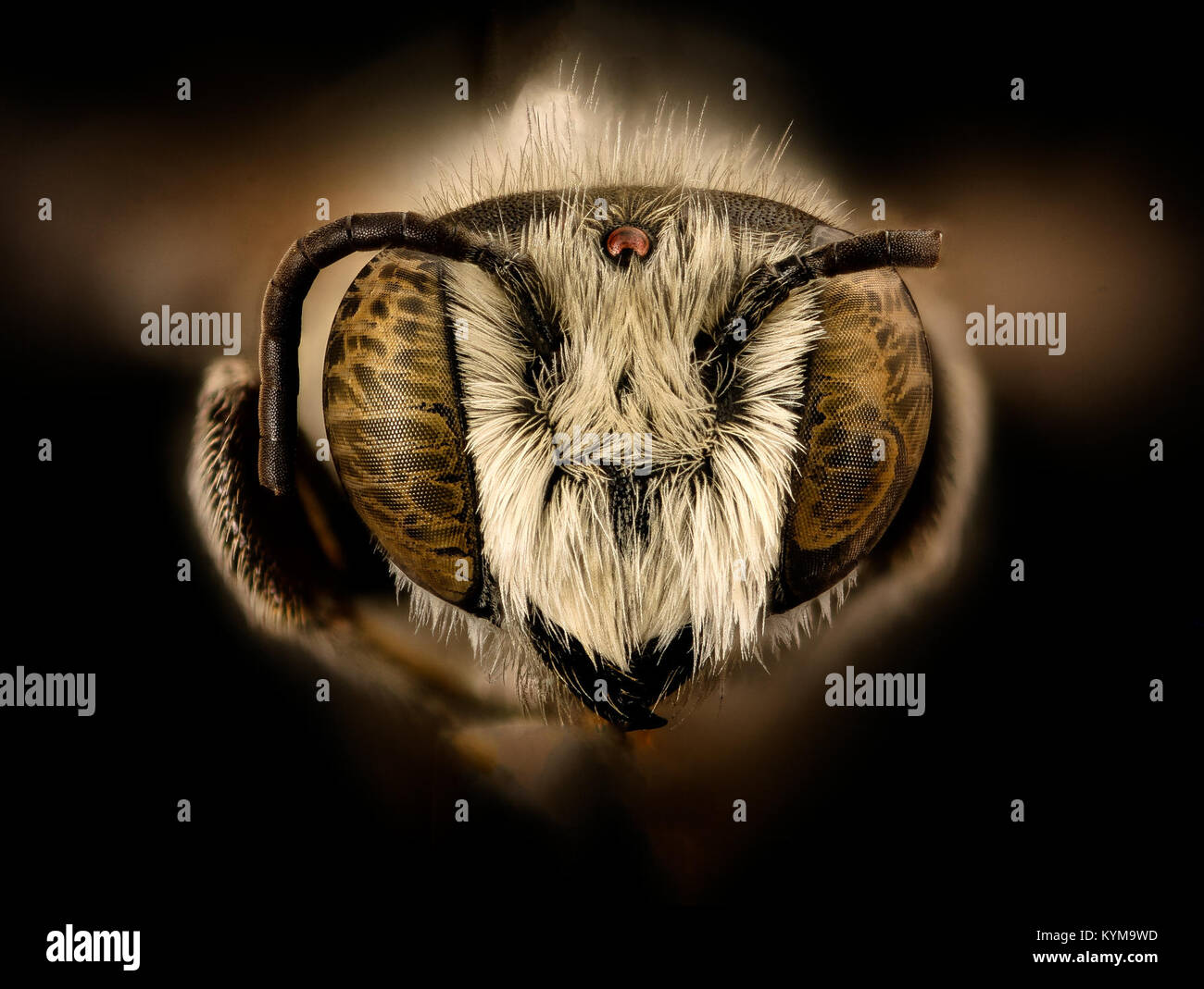 Binomial megachile hi-res stock photography and images - Alamy