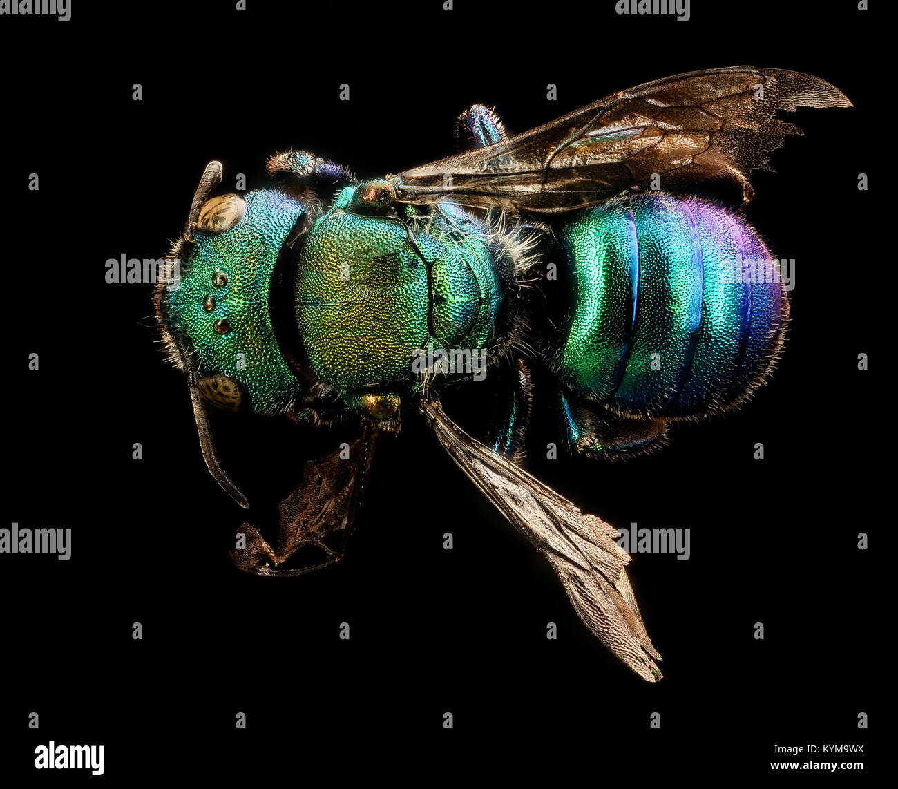 Photograph of Osmia aglaia, a species of bee, captured in Mariposa ...
