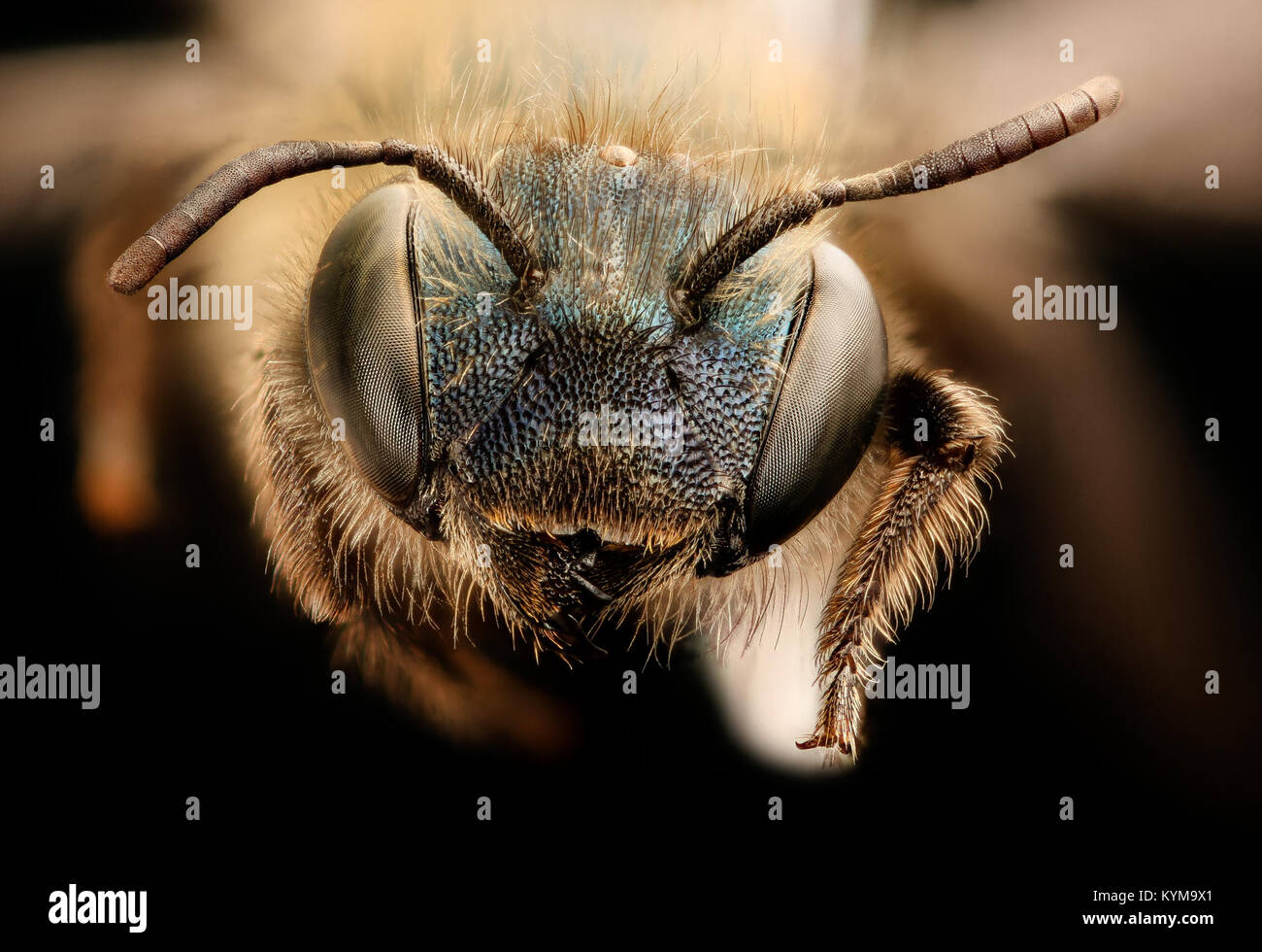 Indiana department of conservation hi-res stock photography and images ...