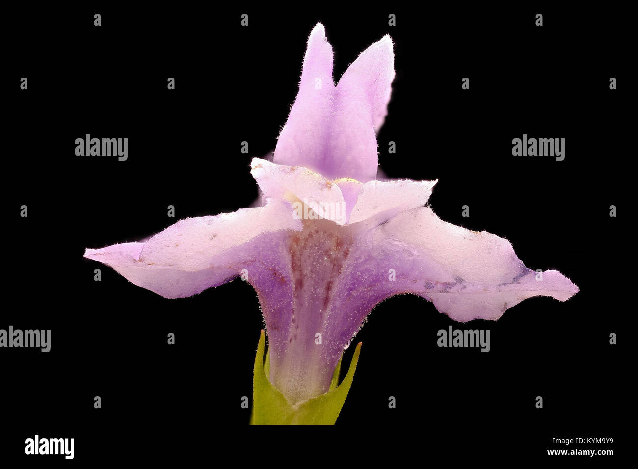 A close-up photograph of a Mimulus ringens, commonly known as the ...
