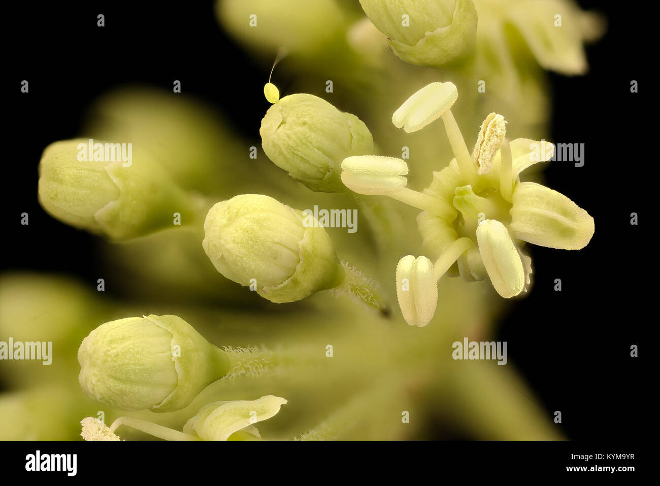 Devils walking stick hi-res stock photography and images - Alamy