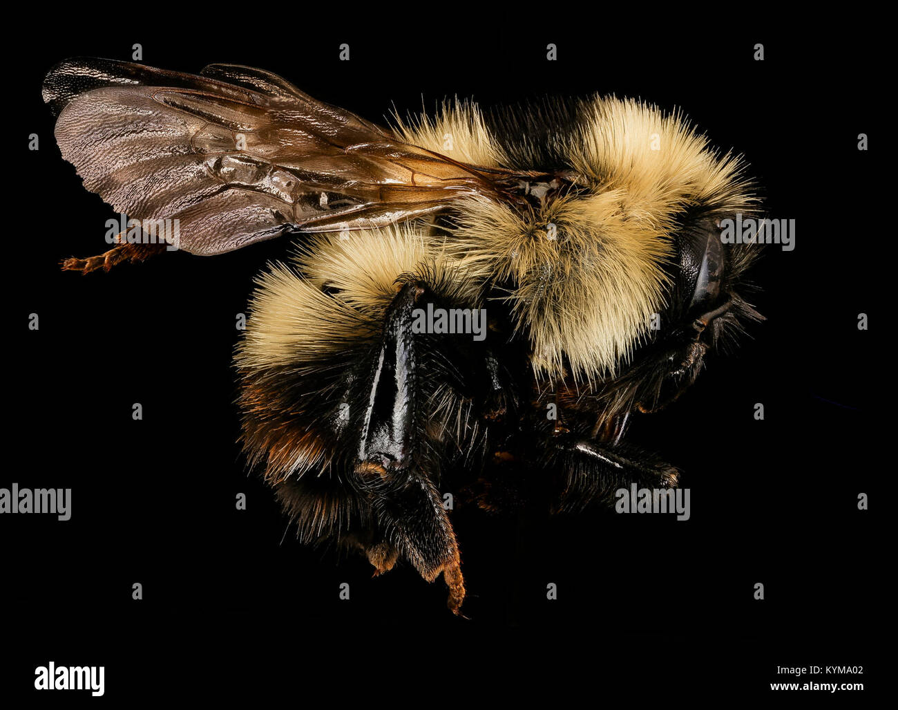 Rufocinctus High Resolution Stock Photography and Images - Alamy