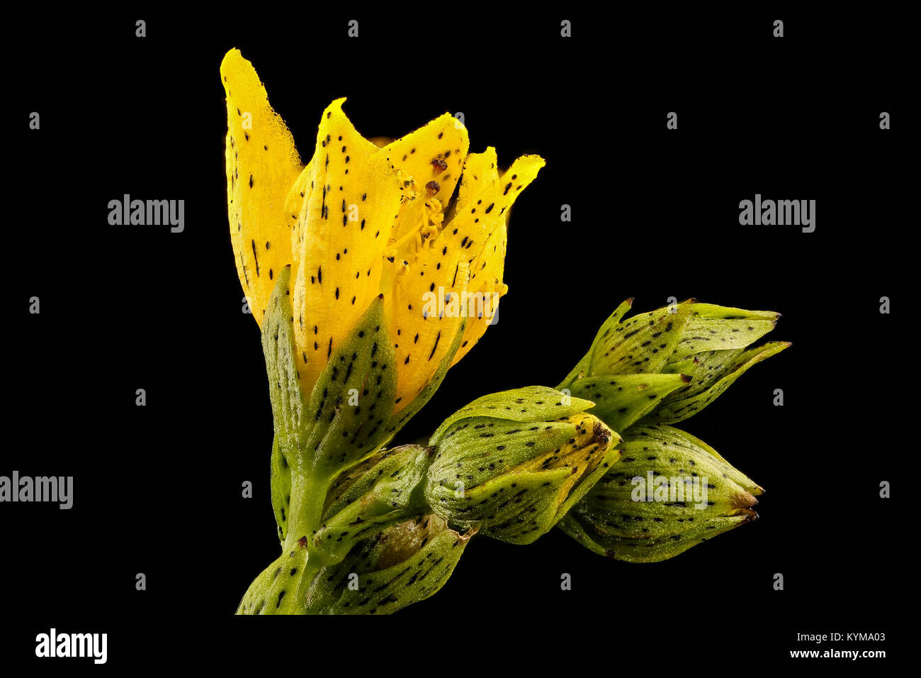 A close-up photograph of Hypericum punctatum, commonly known as Spotted ...