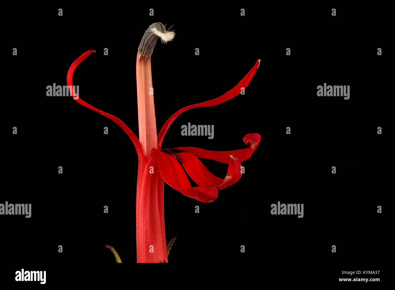 A close-up photograph of Lobelia cardinalis, also known as the Cardinal ...