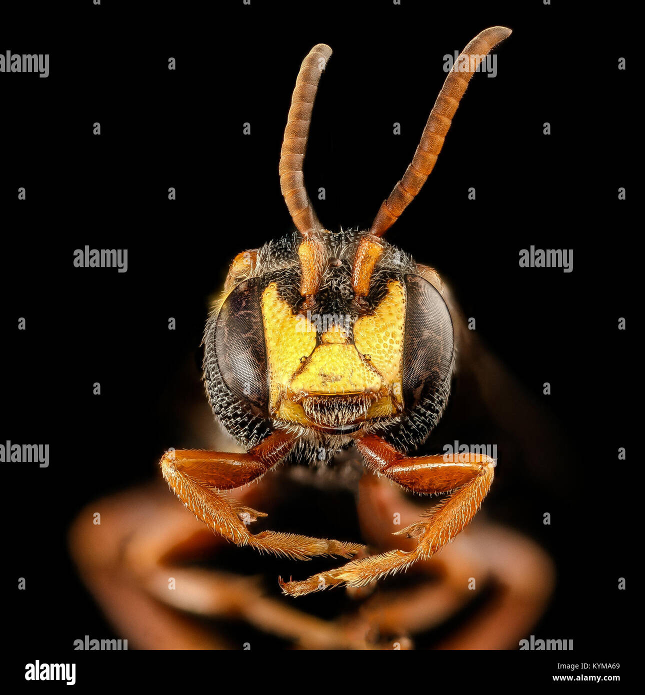 Nomada fervida hi-res stock photography and images - Alamy