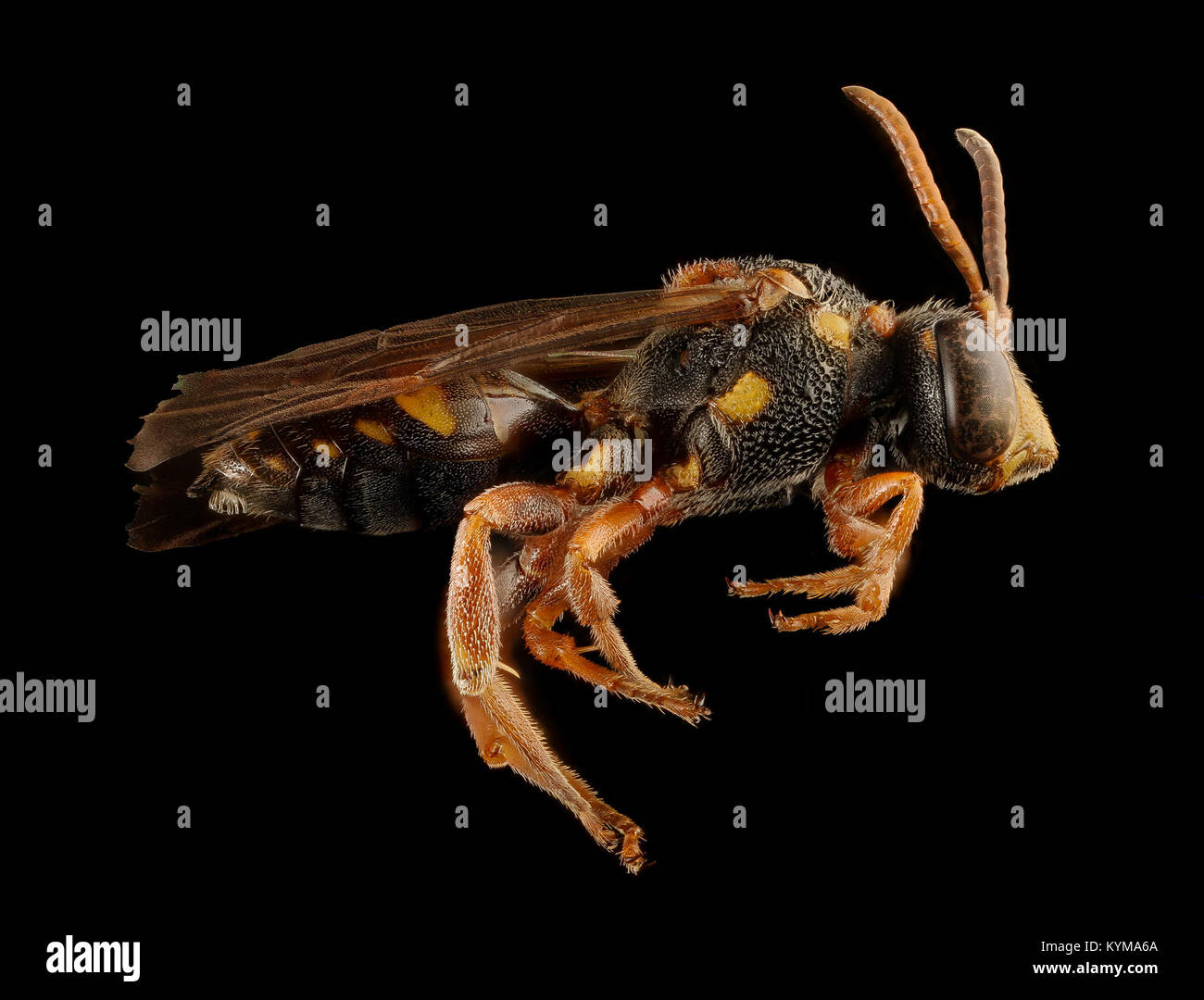 A close-up photograph of Nomada fervida, a species of bee, taken in ...