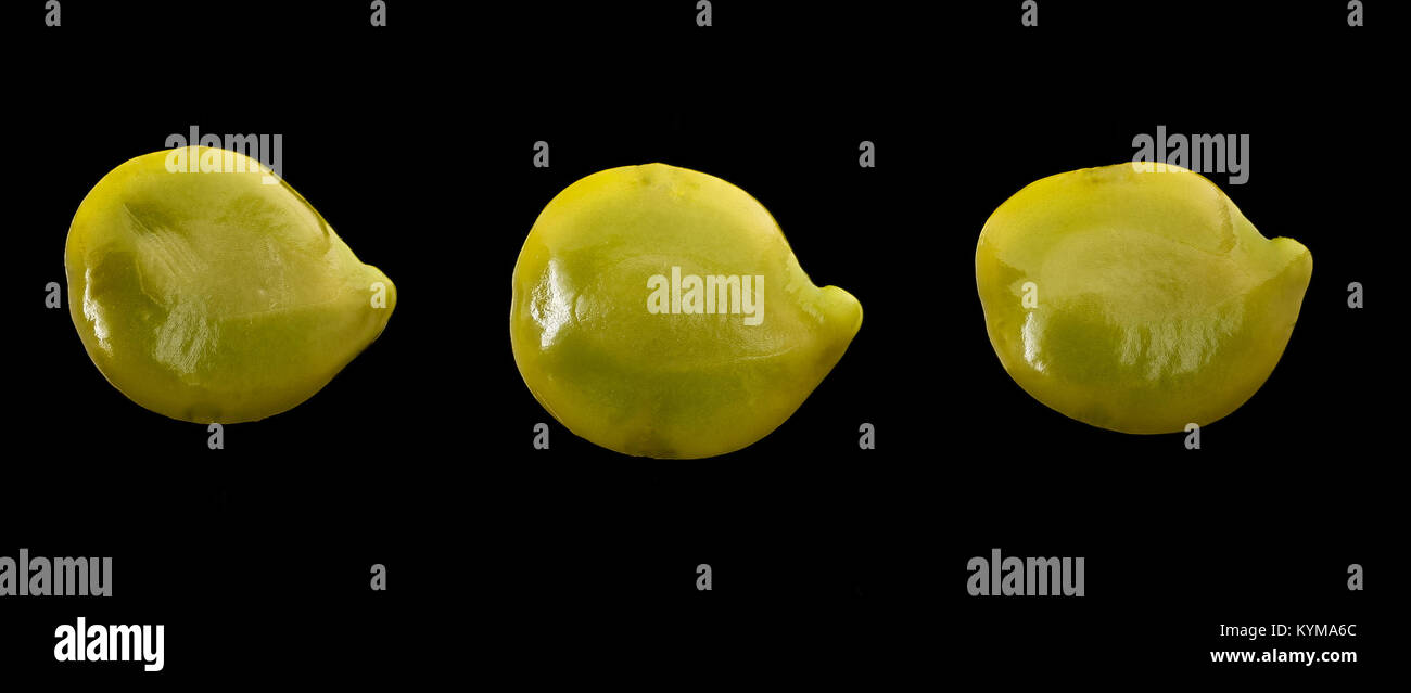 A close-up photograph of developing seeds from Senna hebecarpa, also ...