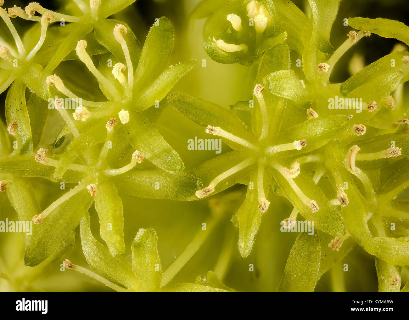 Smilax herbacea hi-res stock photography and images - Alamy