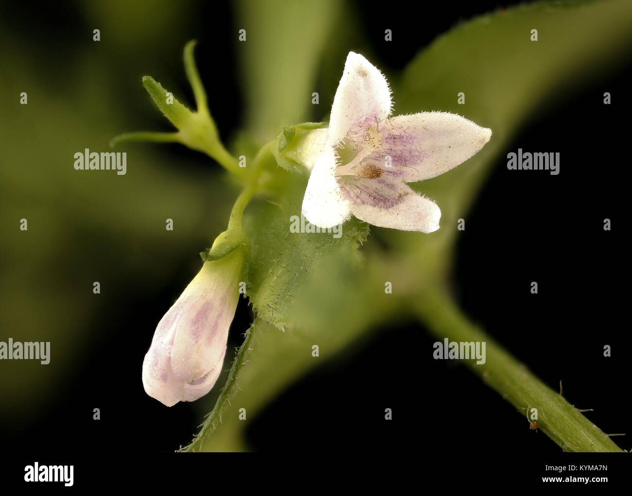 A close-up image of Houstonia longifolia, also known as long-leaved ...