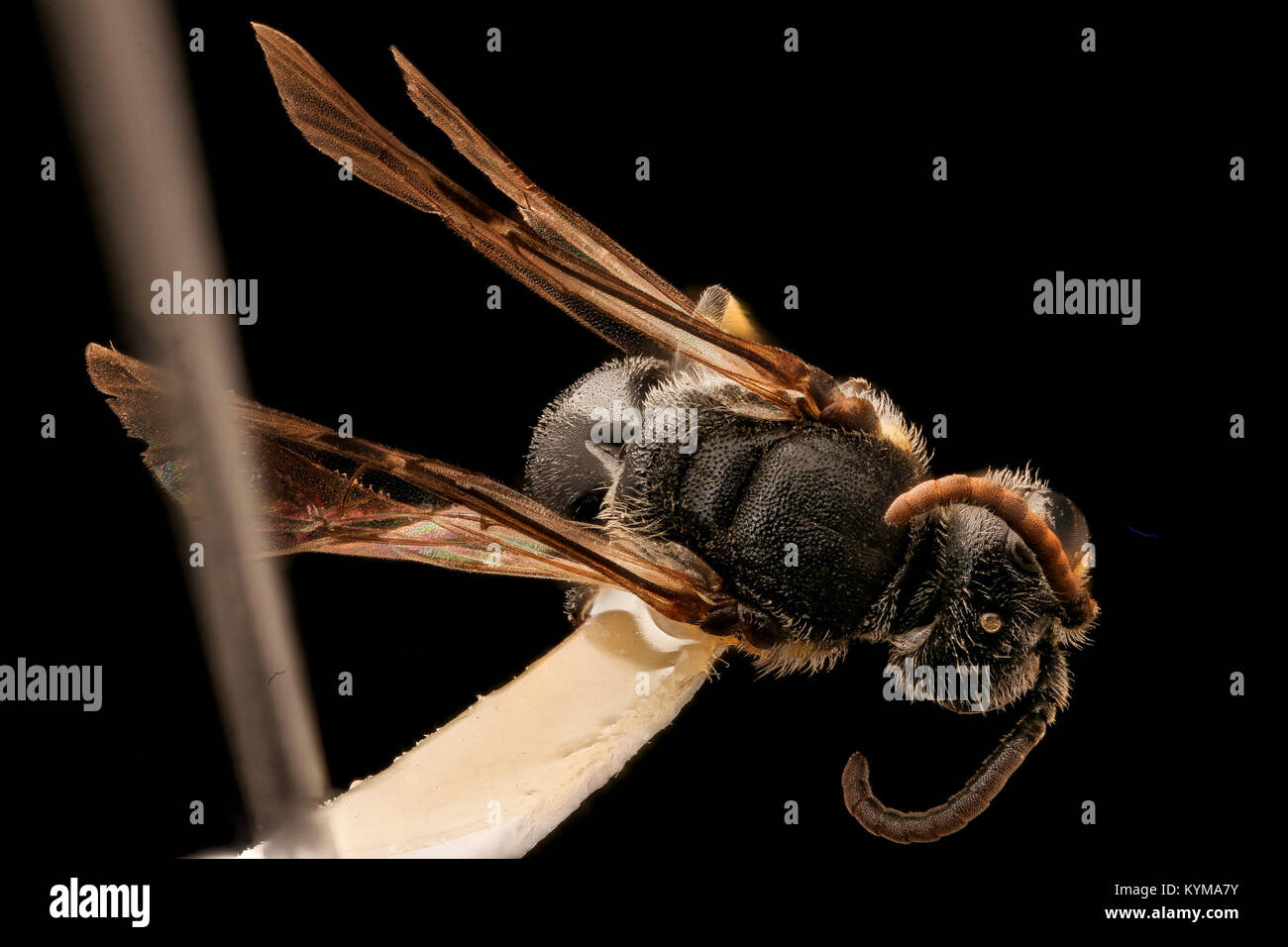 A photograph of a male Hylaeus sparsus, a species of masked bee ...