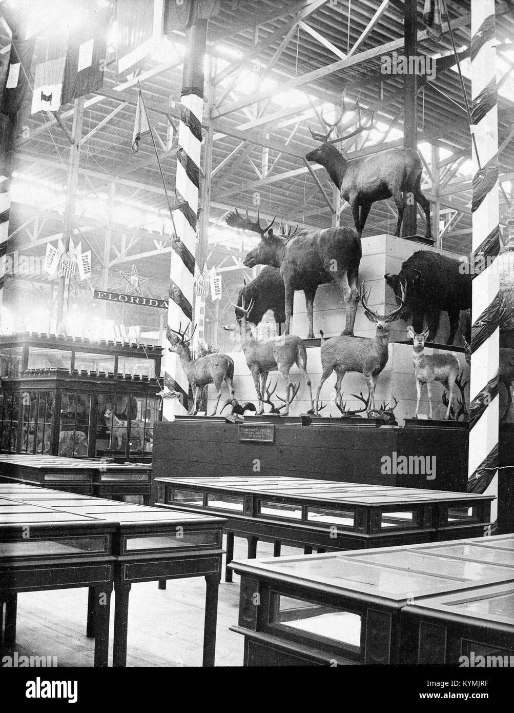 A historical illustration of the Mammal Exhibit at the 1876 Centennial ...
