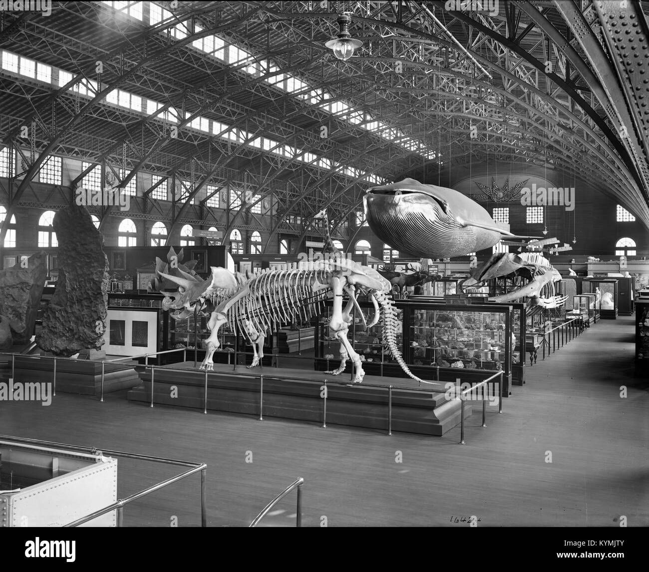Photograph from the Louisiana Purchase Exposition, showcasing a fossil ...