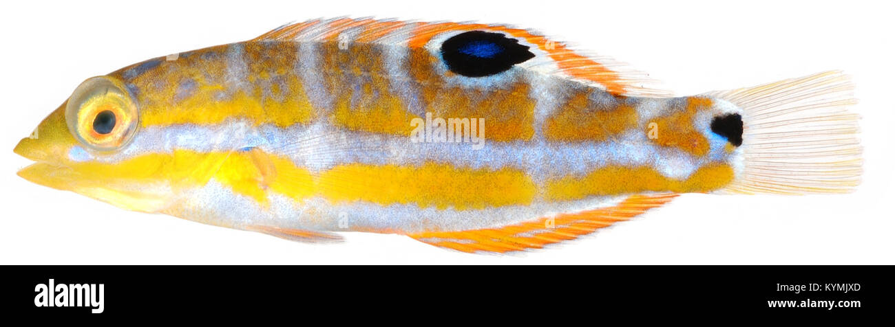 Puddingwife fish hi-res stock photography and images - Alamy