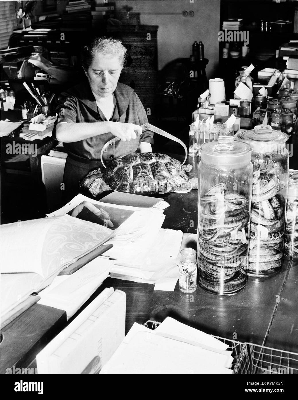 Doris Mable Cochran (1898-1968), measuring a turtle shell, exemplifying ...
