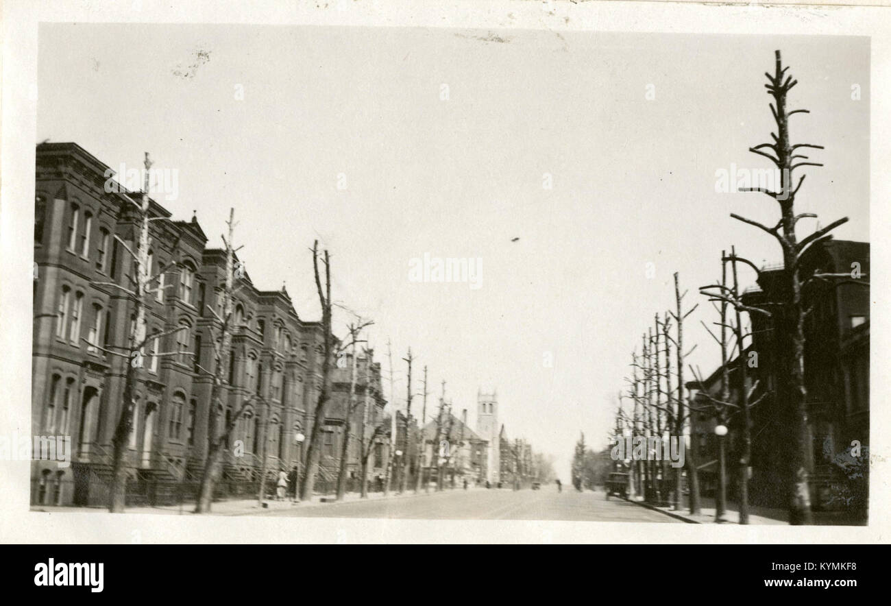 A historic photograph of a tree-lined street in Washington, DC, showing ...