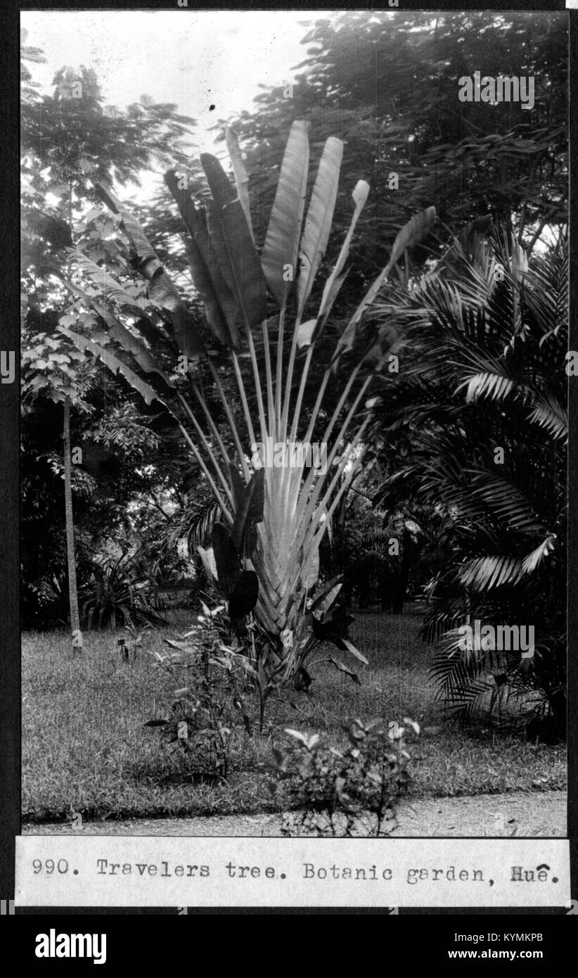 Photograph of the Traveler's tree in the Botanical Garden of Huˆ ...