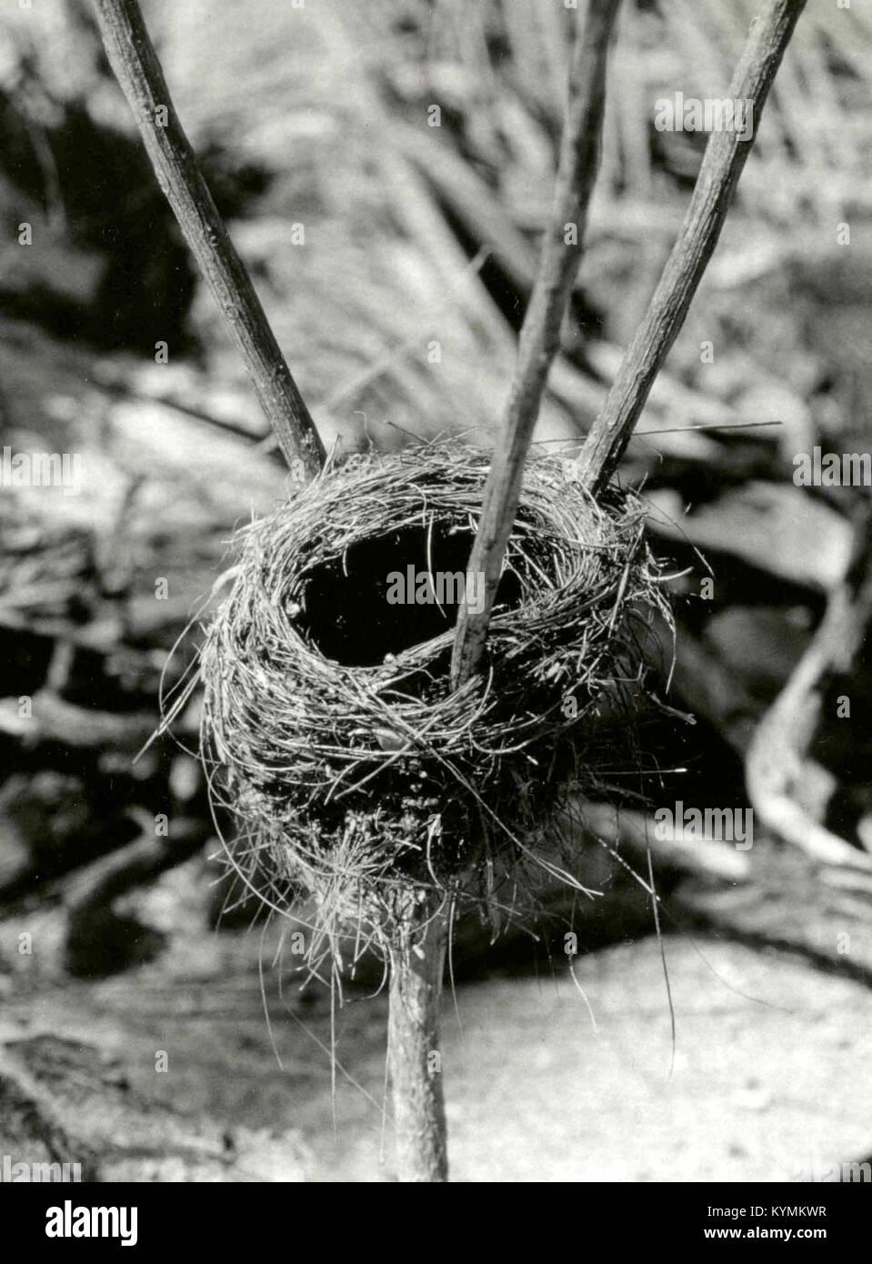 Warbler nest hi-res stock photography and images - Alamy