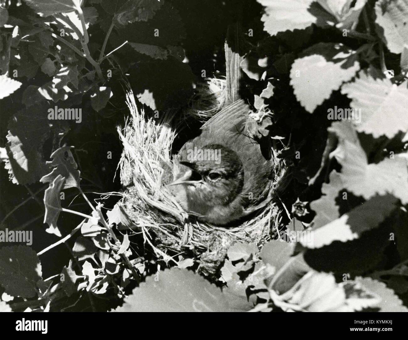 A photograph of the Nihoa Millerbird, a rare bird species native to ...