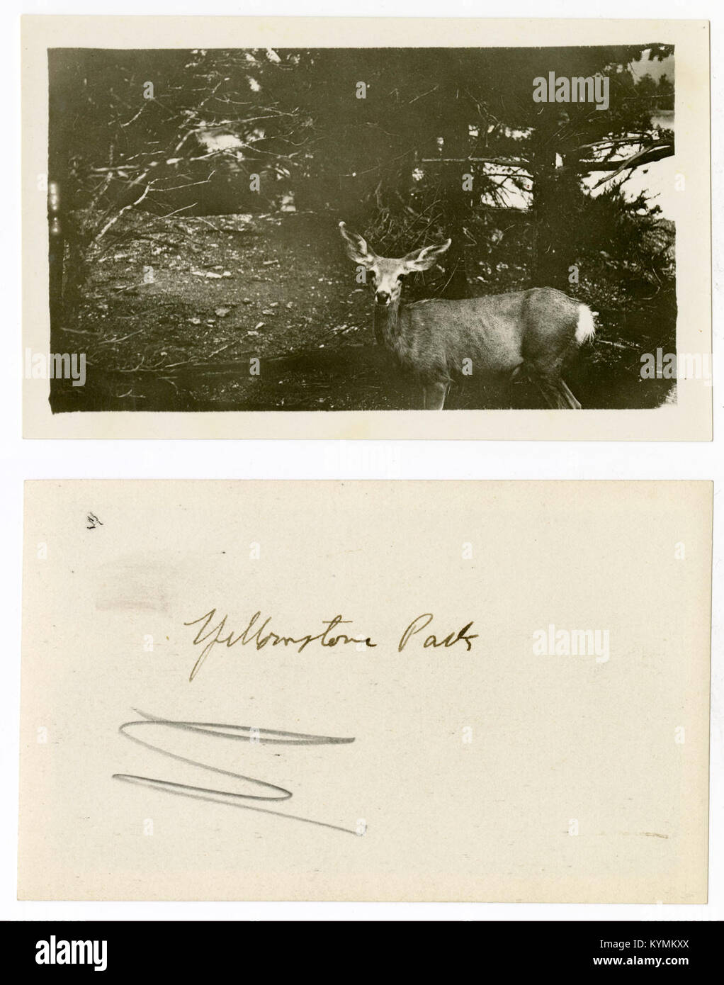 A collection of photographs documenting deer observed in Yellowstone ...