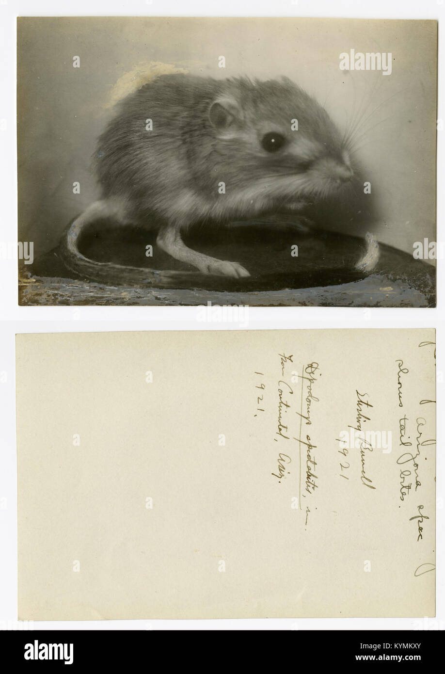 This image shows a specimen of the kangaroo rat from Continental ...