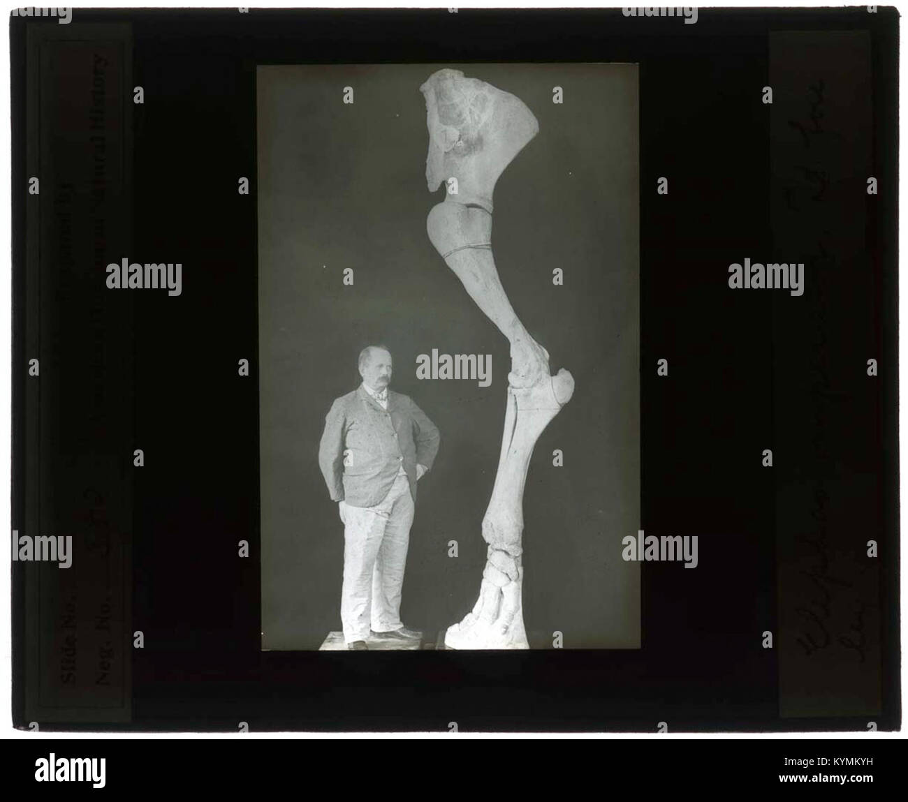 Illustration or photograph showing the right foreleg of the Elephas ...