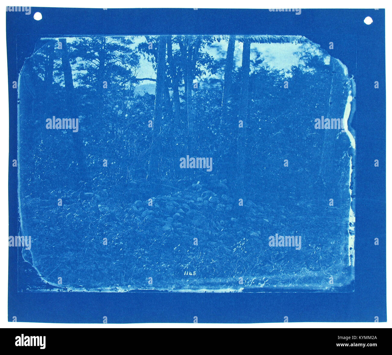 Blue-tinted photograph of a grove of trees and a rock wall, capturing a ...