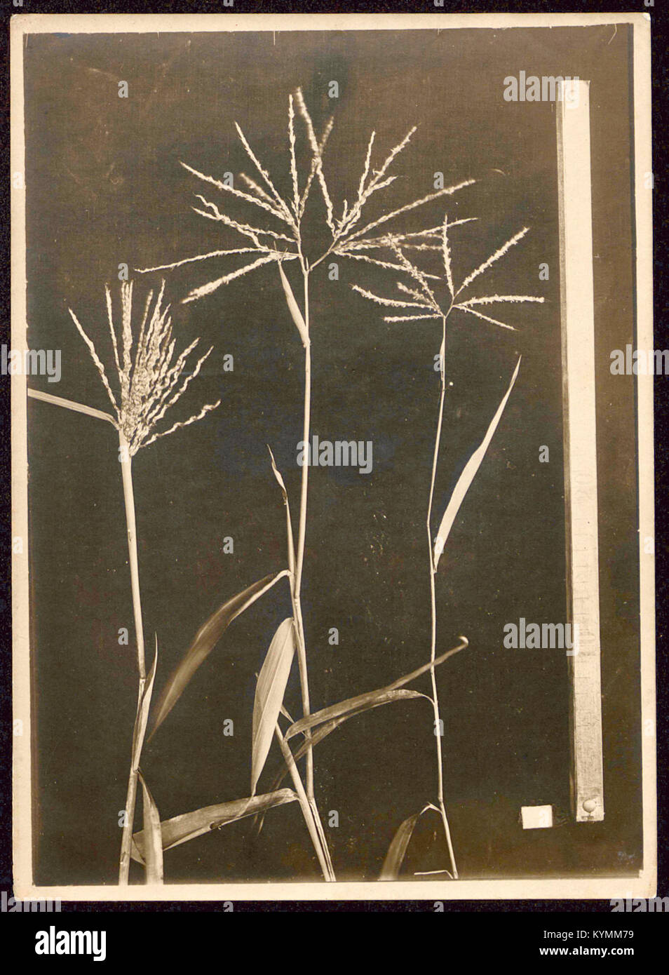 A historic illustration of an unidentified botanical specimen, possibly ...