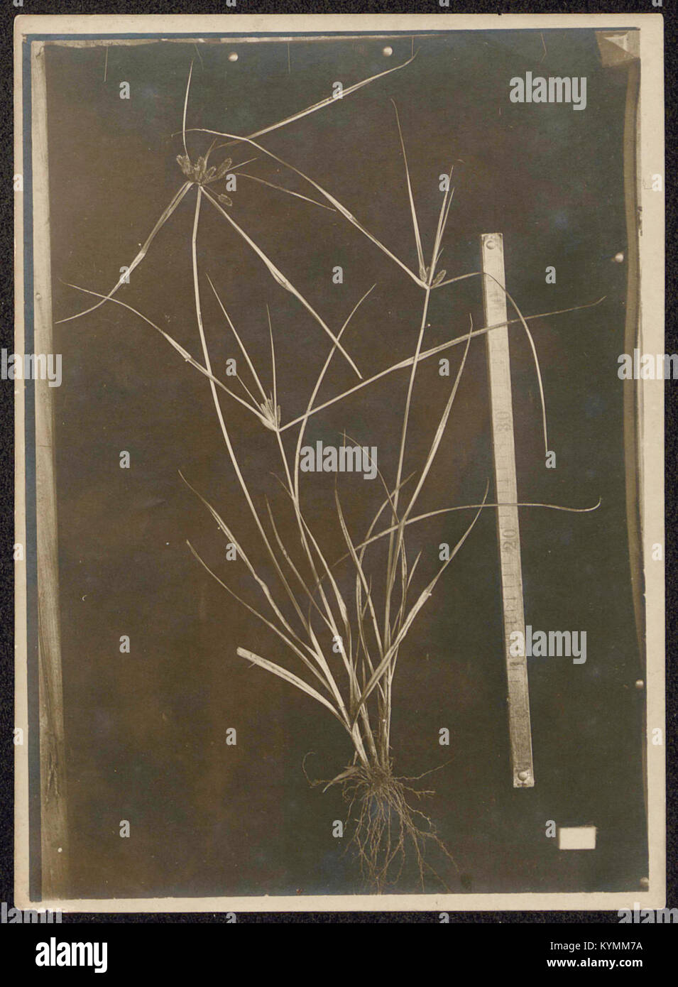 An unidentified botanical specimen, a type of grass, photographed for ...