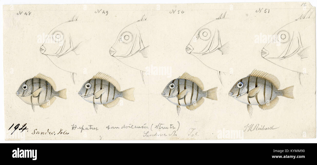 An illustration of fish species observed in the Hawaiian Islands ...