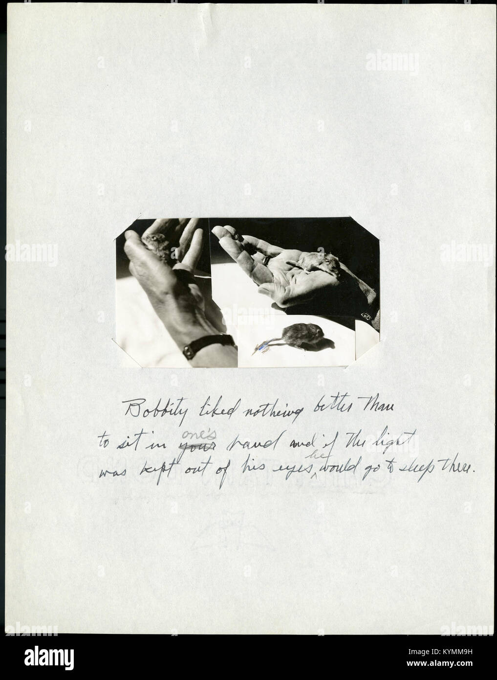 Photographs of Bobbity, a Perognathus pacificus (pocket mouse ...